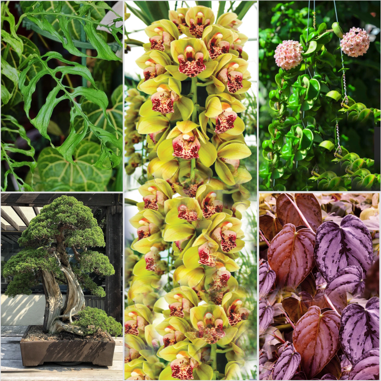 Most Expensive Plants in the World • Rarest Plants in the World