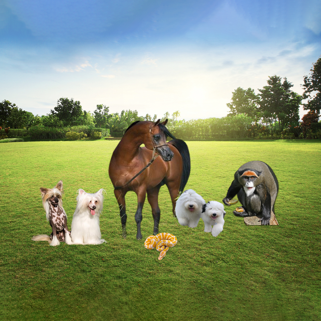 Most Expensive Animals in the World | List of top 6