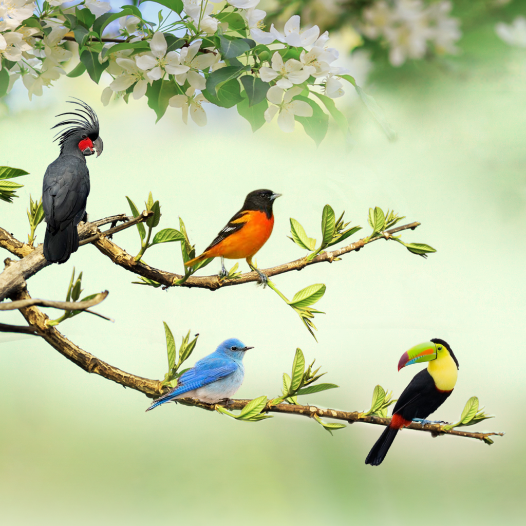 8 Expensive Birds Around the World | 8 Most Precious Birds